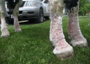 19 Horse Skin Conditions and Diseases (Causes, Prevention & Treatment)