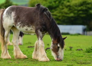 19 Top Largest Horse Breeds in the World: Equine Giants