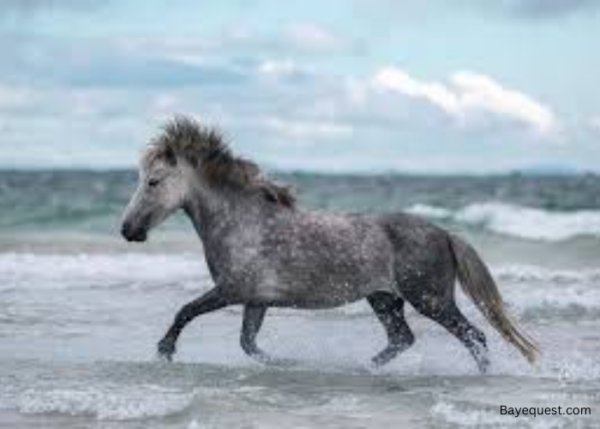 22 Rarest Horse Breed in the World that Will Fascinate You