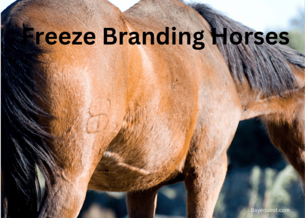 Freeze Branding Horses