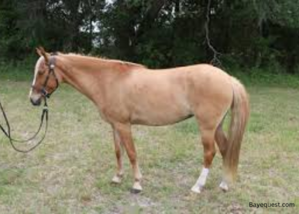 22 Rarest Horse Breed in the World that Will Fascinate You