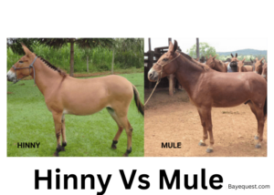 Hinny Vs Mule: 11 Top Differences and Similarities Explained