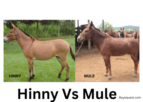 Hinny Vs Mule: 11 Top Differences and Similarities Explained