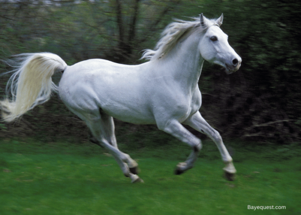 How Long Can a Horse Gallop? Uncover the Limits!