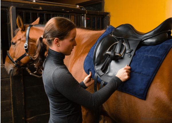 What Does it Mean to Break a Horse? Training Insights