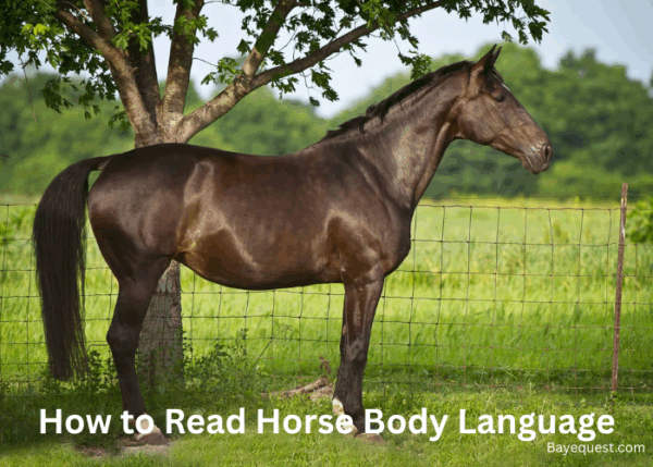How to Read Horse Body Language: 11 Key Areas to Observe