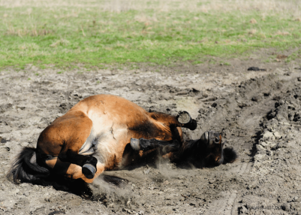 Why Do Horses Roll? Possible Reasons, Benefits & Dangers