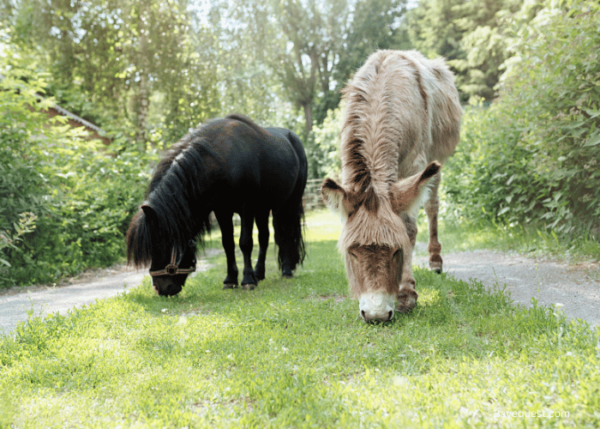 Miniature Horses Vs Ponies: 9 Differences & Similarities