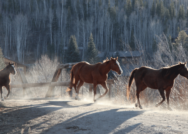 16 Best Horses for Trail Riding [October 2025 Guide]