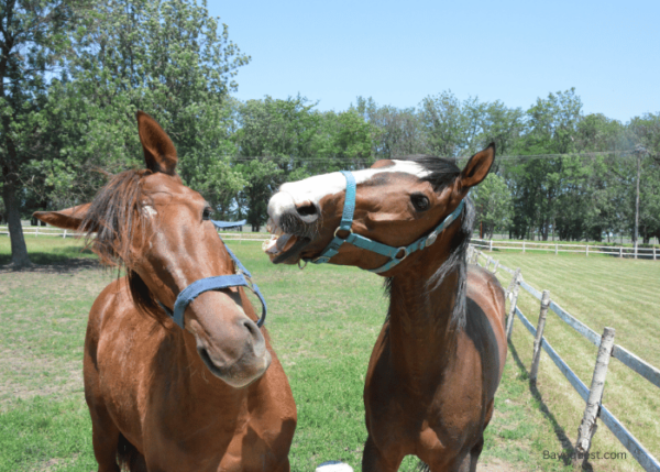 8 Steps of Breeding Mare: How Do You Breed Horses?