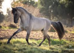 22 Rarest Horse Breed in the World that Will Fascinate You