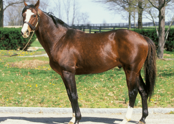 16 Best Horses for Trail Riding [October 2025 Guide]