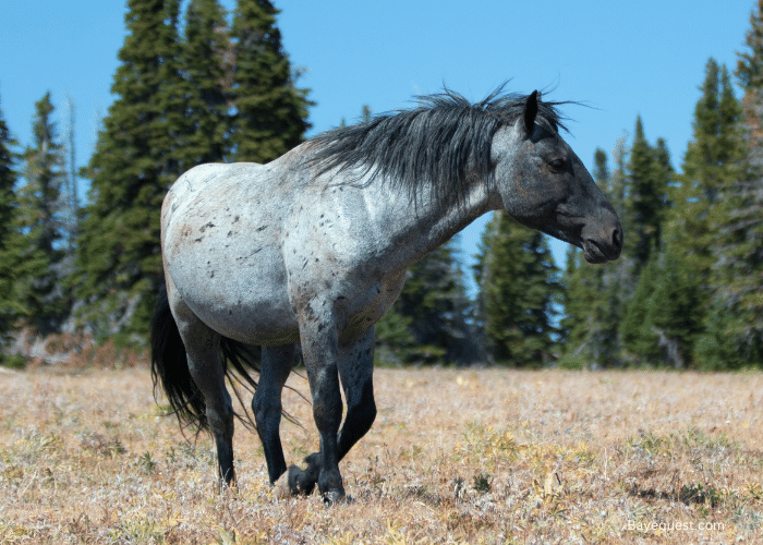 330 Best Blue Roan Horse Names with Meanings