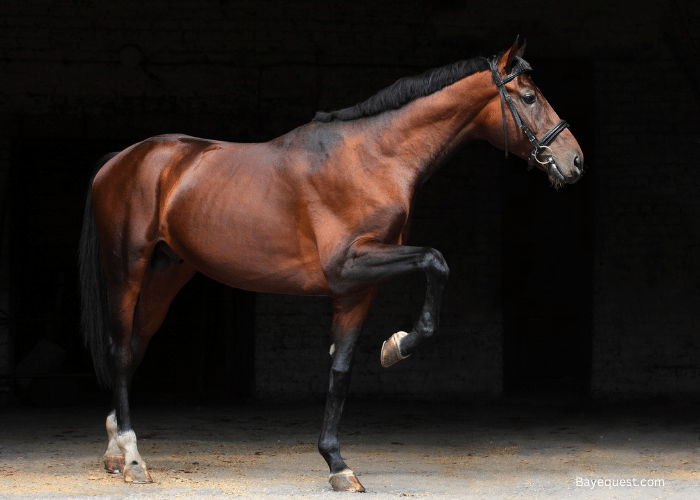 430 PerfectBay Horse Names