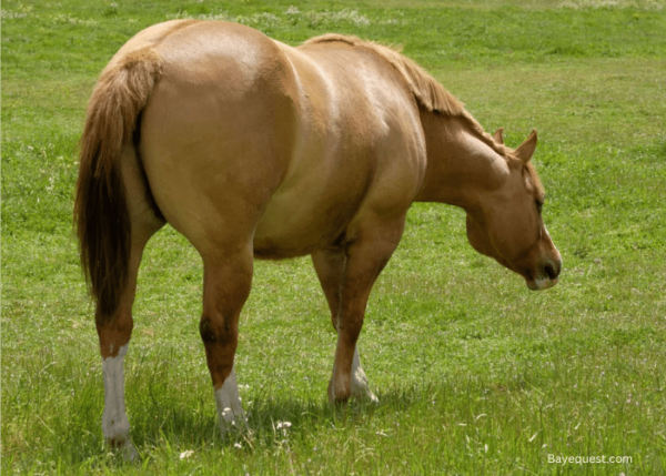How to Tell if a Horse is Overweight: 4 Tools for Weight Check