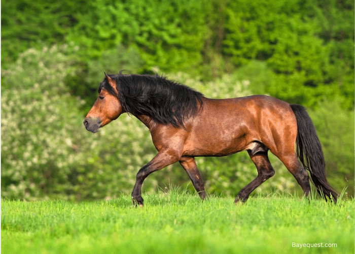 What is a Bay Horse? Types, Colors, Shades and 10Fun Facts!