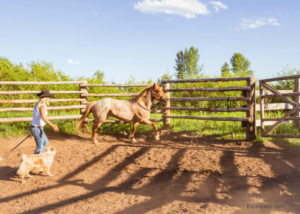 What Does it Mean to Break a Horse? Training Insights