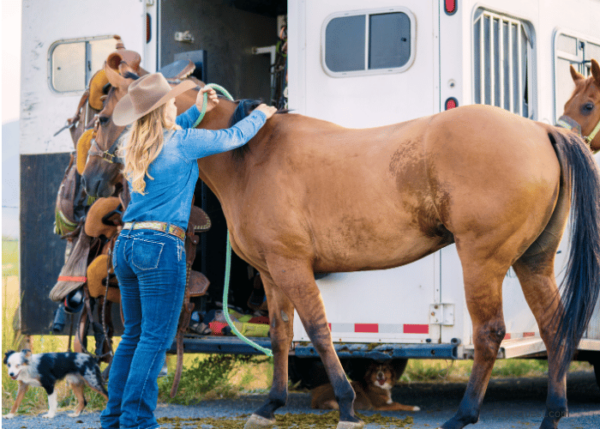 8 Steps of Breeding Mare: How Do You Breed Horses?