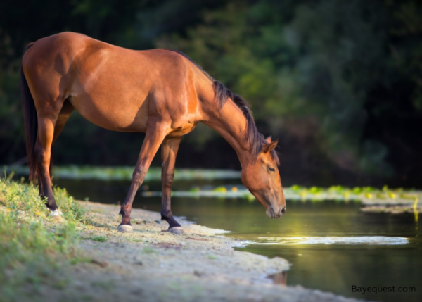 What is a Bay Horse? Types, Colors, Shades and 10 Fun Facts!