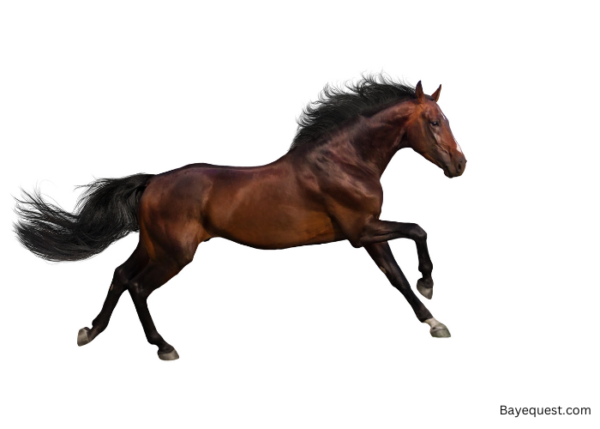 What is a Bay Horse? Types, Colors, Shades and 10 Fun Facts!