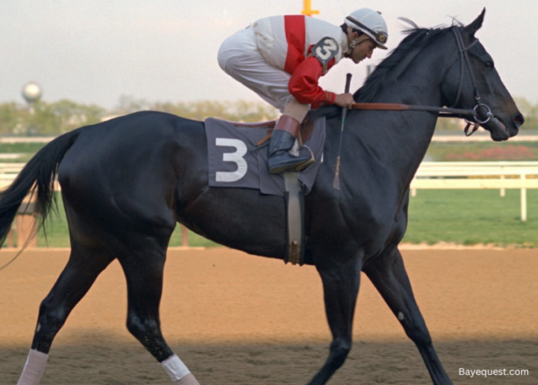 15 Fastest Horse in the World