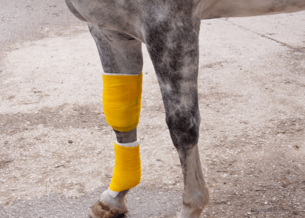 Horse Leg Anatomy: Essential Knowledge for Horse Leg Care