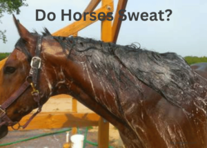Do Horses Sweat? Understanding Equine Perspiration