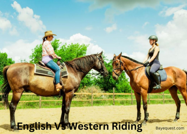 English Vs Western Riding: 7 Similarities and Differences