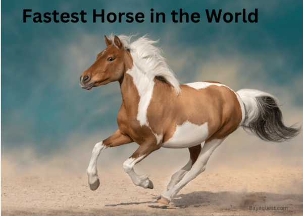 15 Fastest Horse in the World