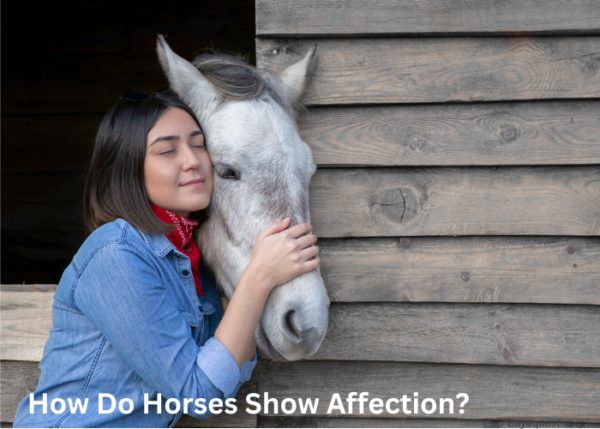 How Do Horses Show Affection? 11 Ways Horses Show Affection