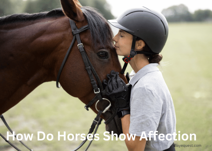 How Do Horses Show Affection? 11 Ways Horses Show Affection