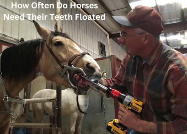 How Often Do Horses Need Their Teeth Floated? Expert Guide
