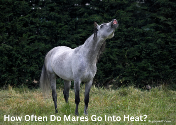 How Often Do Mares Go Into Heat? (Equine Estrous Cycle)