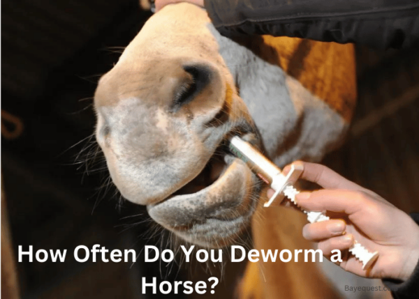 How Often Do You Deworm a Horse? Best Practices and Tips