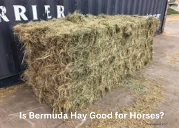 Is Bermuda Hay Good for Horses? Benefits and Drawbacks