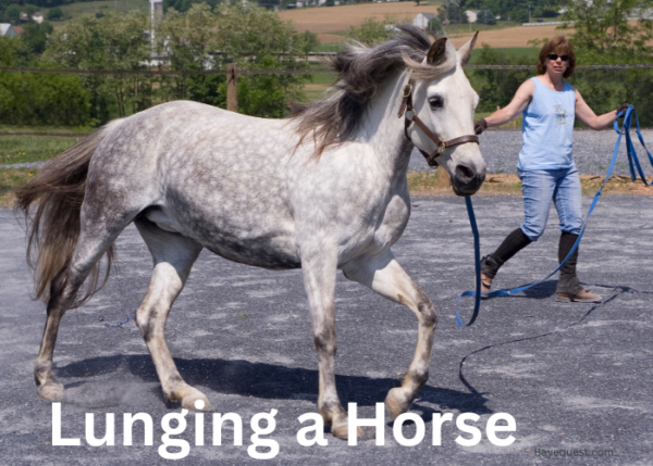 Lunging a Horse in 5 Easy Steps for Effective Training