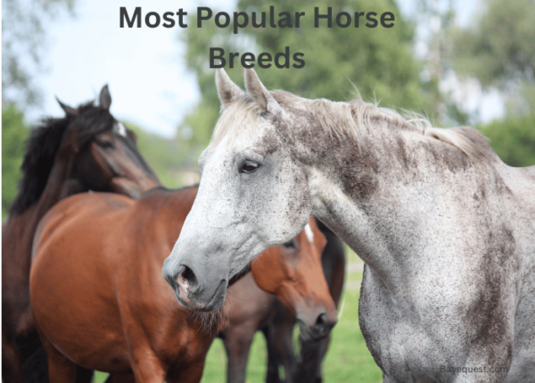 20 Most Popular Horse Breed in and Why They Stand Out