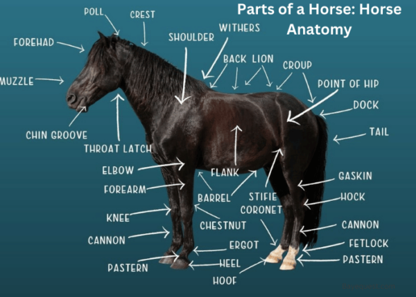 Parts of a Horse: Horse Anatomy (41 Parts With Pictures)