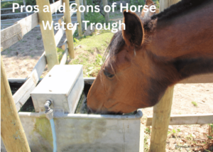 5 Pros and Cons of Horse Water Trough and Other Options
