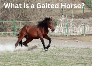What is a Gaited Horse? 10 Gaited Horses + Characteristics
