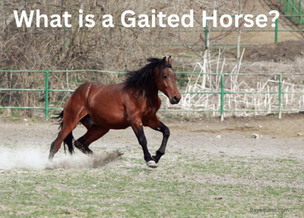What is a Gaited Horse? 10 Gaited Horses + Characteristics