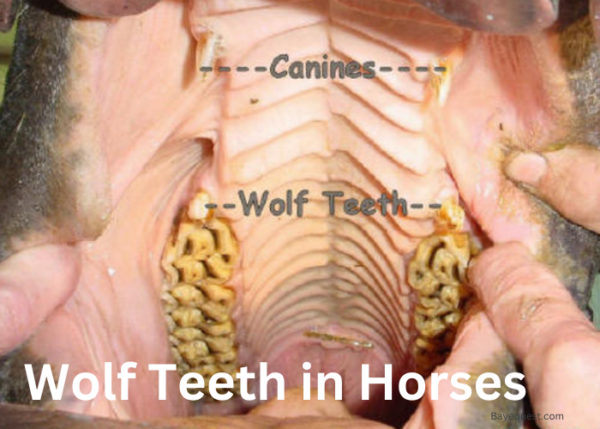 What Are Wolf Teeth in Horses? Everything You Need to Know!