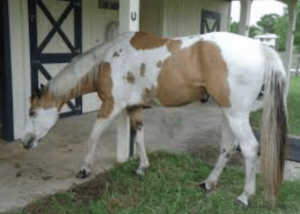 21 Amazing and Unusually Rare Horse Colors in the World