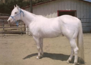 21 Amazing and Unusually Rare Horse Colors in the World