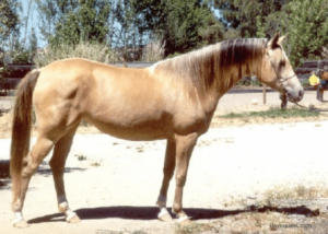 21 Amazing and Unusually Rare Horse Colors in the World