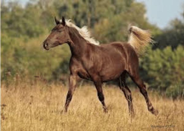 21 Amazing and Unusually Rare Horse Colors in the World