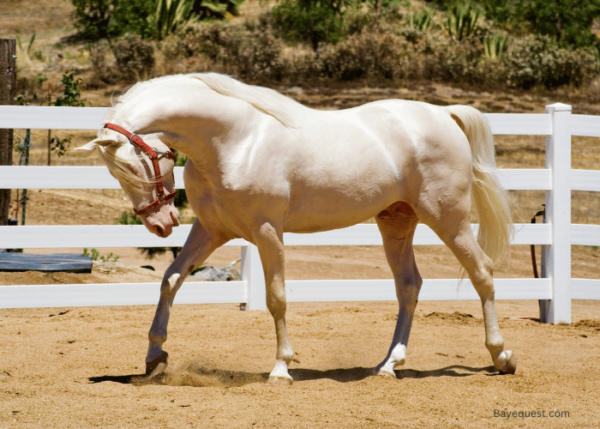 21 Amazing and Unusually Rare Horse Colors in the World