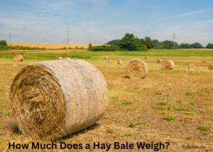 How Much Does a Hay Bale Weigh? Guide to Hay Sizes & Types