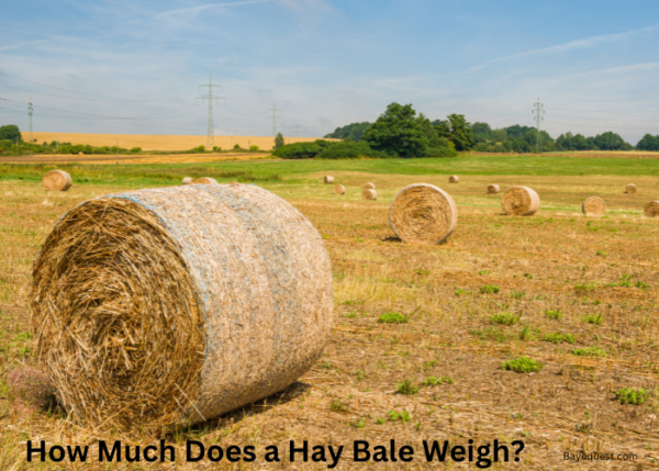 How Much Does a Hay Bale Weigh? Guide to Hay Sizes & Types