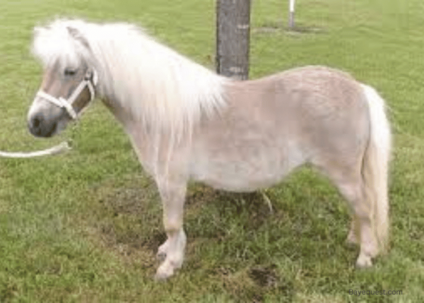 21 Amazing and Unusually Rare Horse Colors in the World